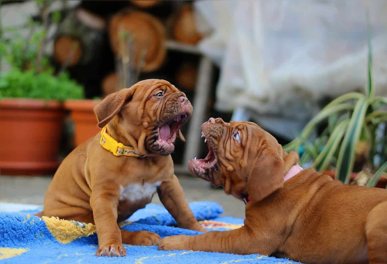 How to Introduce Two Dogs When One Is Aggressive? | Your Dog Advisor