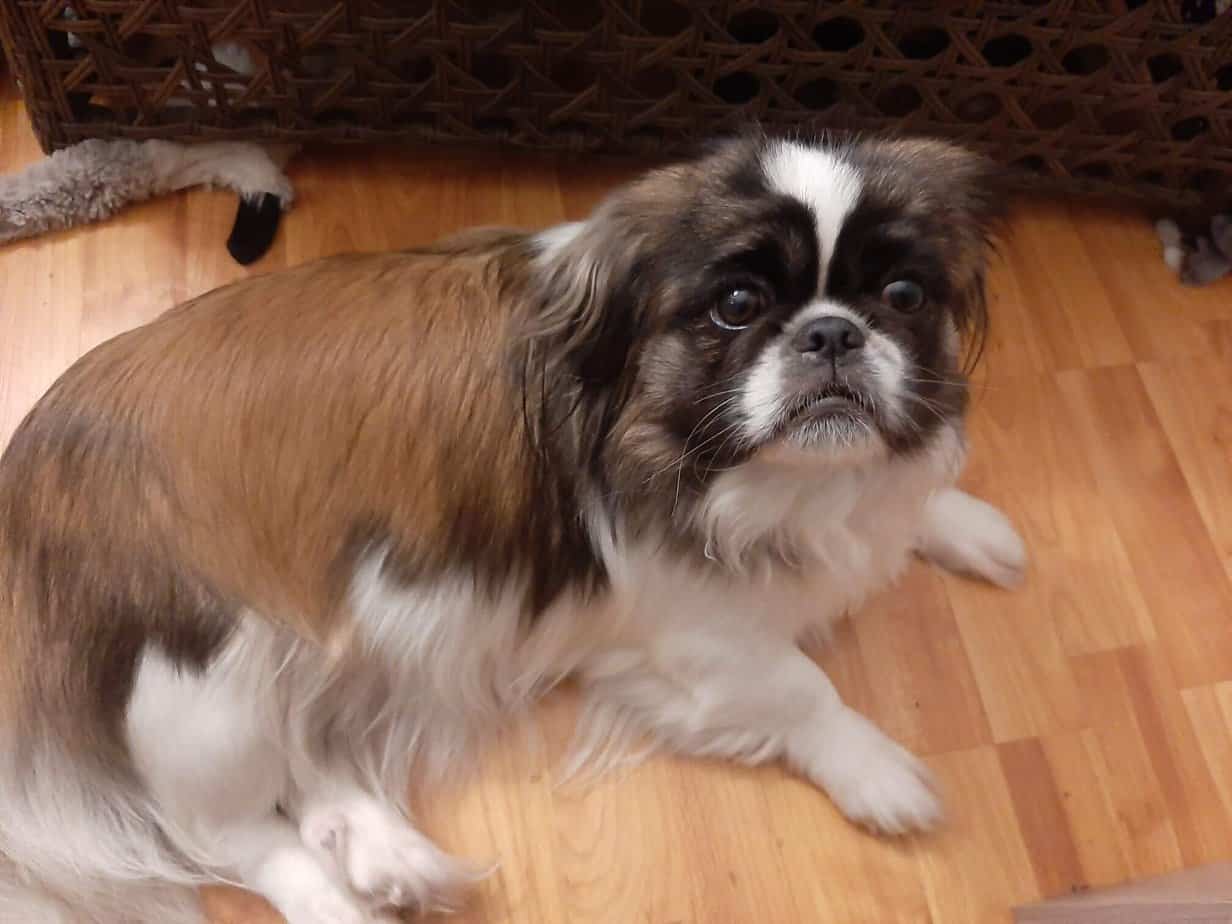 Mango Worms in Dogs: Causes, Preventatives and Treatments | Your Dog ...