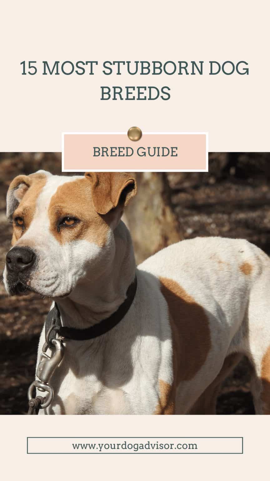 15 Most Stubborn Dog Breeds | Your Dog Advisor