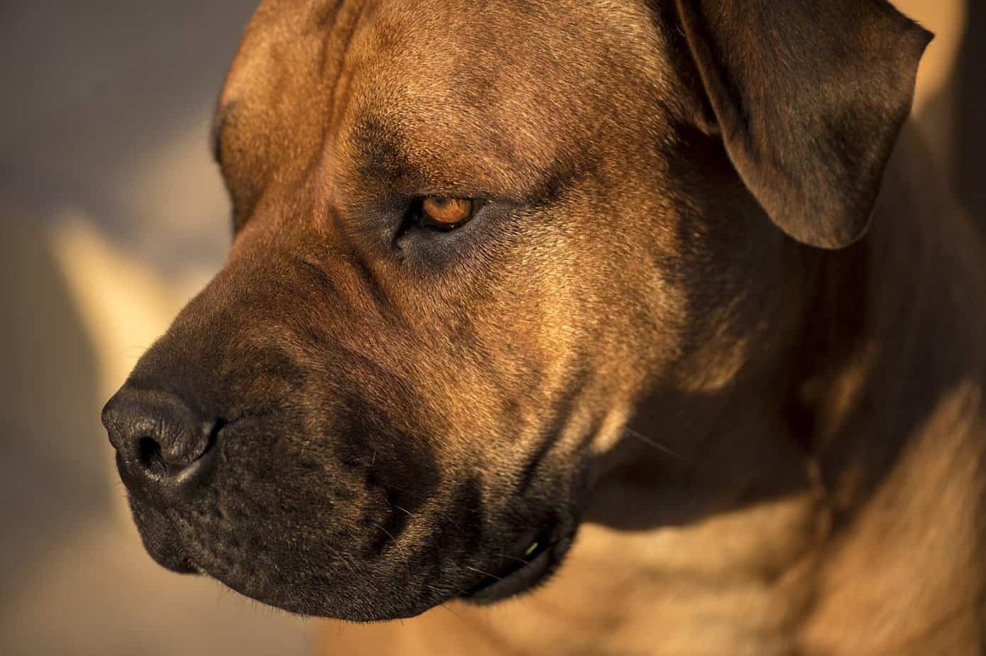 15 Most Stubborn Dog Breeds | Your Dog Advisor