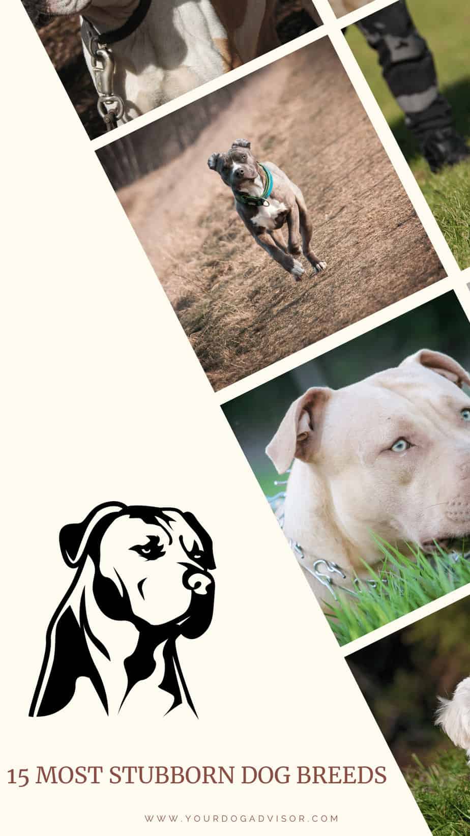 15 Most Stubborn Dog Breeds | Your Dog Advisor