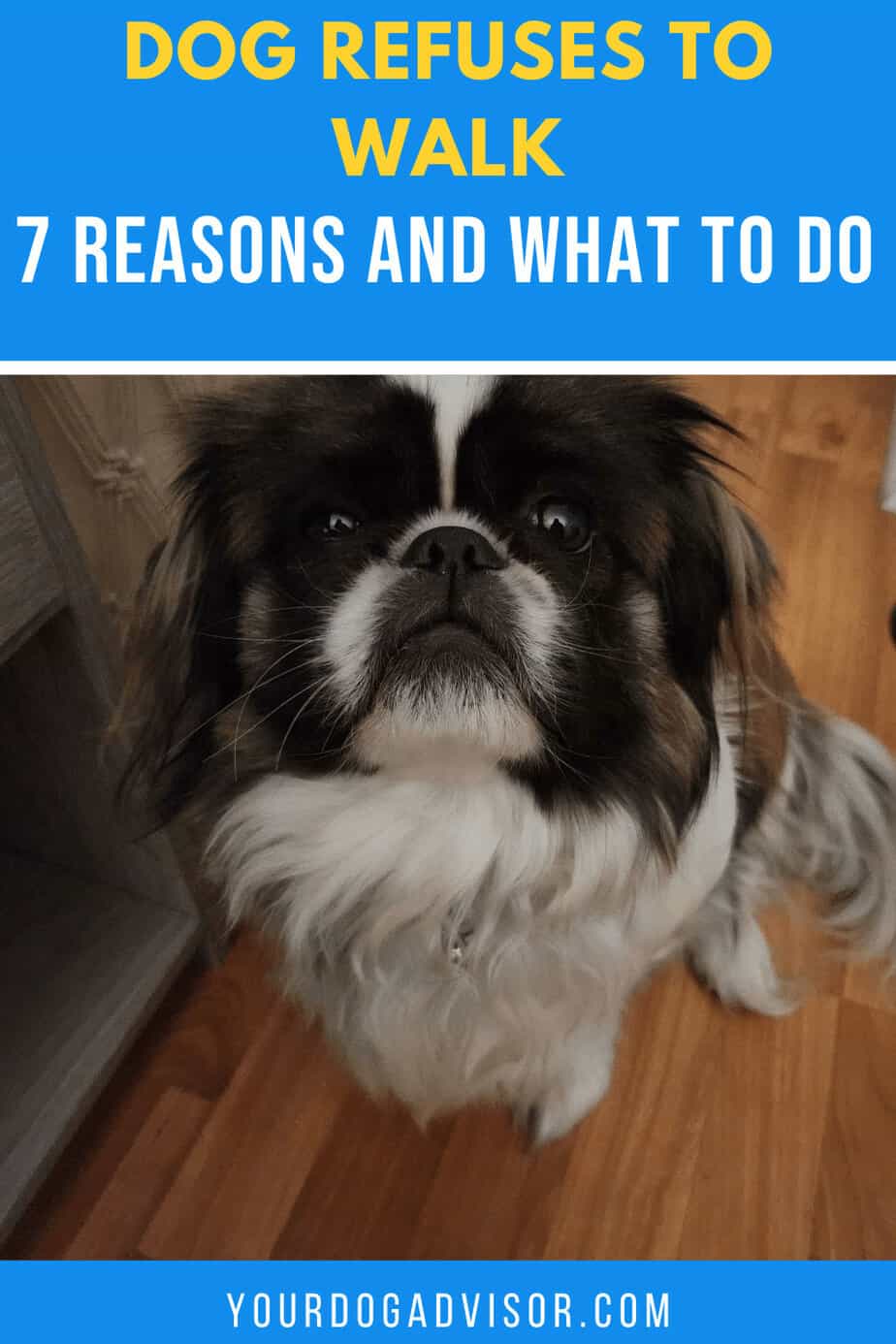 Dog Refuses To Walk: 7 Reasons and What to Do | Your Dog Advisor