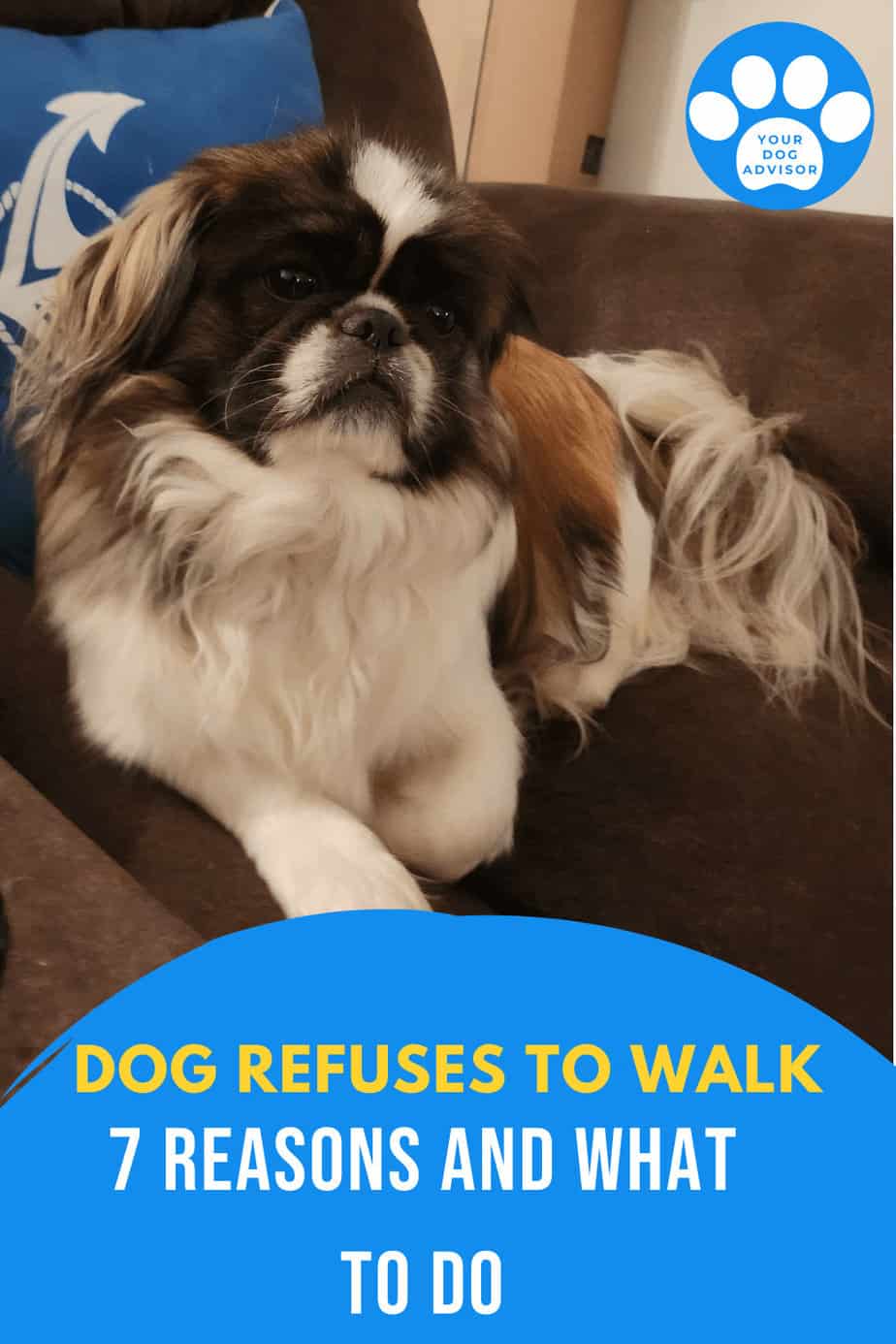 Dog Refuses To Walk: 7 Reasons and What to Do | Your Dog Advisor