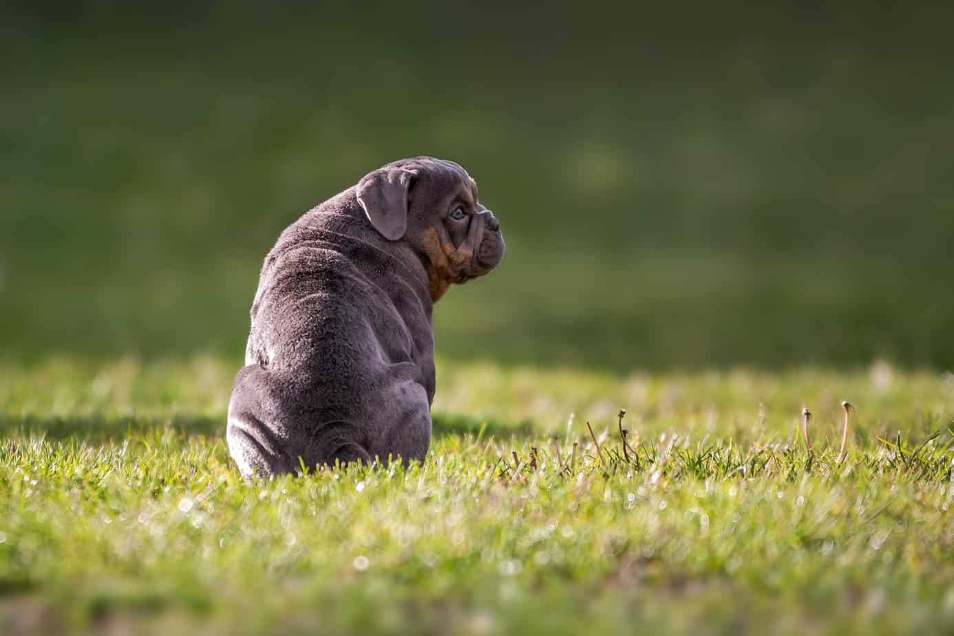15 Most Stubborn Dog Breeds | Your Dog Advisor