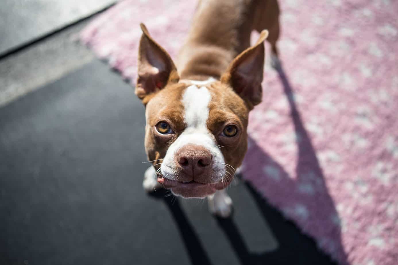 15 Most Stubborn Dog Breeds | Your Dog Advisor