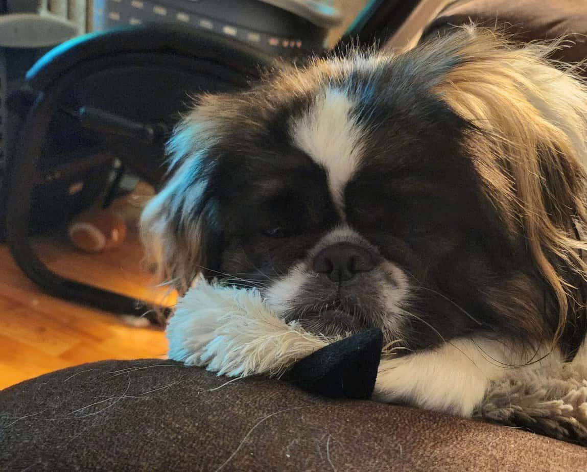 My Dog Wakes Up Too Early? 8 Causes and What to Do | Your Dog Advisor