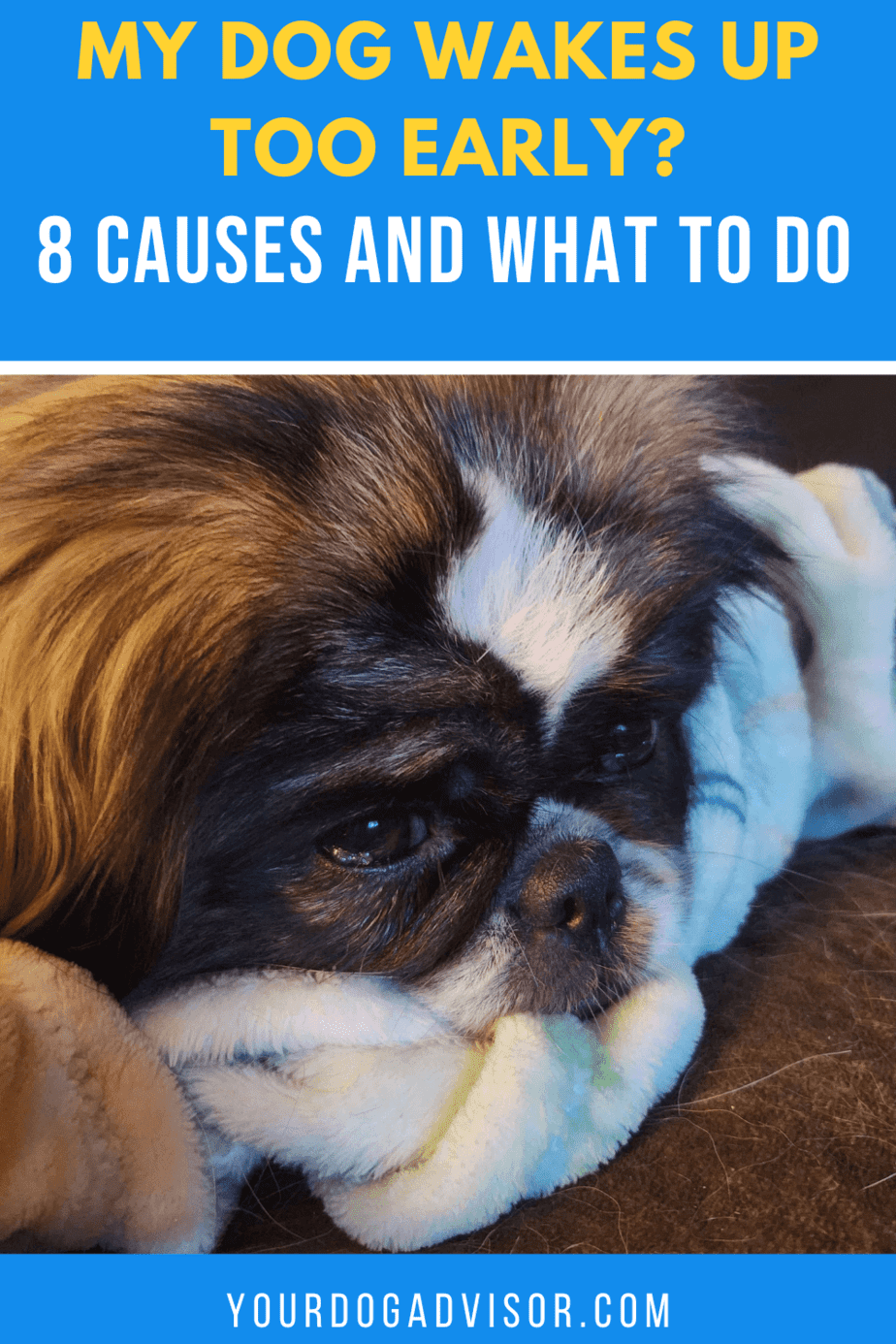 My Dog Wakes Up Too Early? 8 Causes and What to Do | Your Dog Advisor