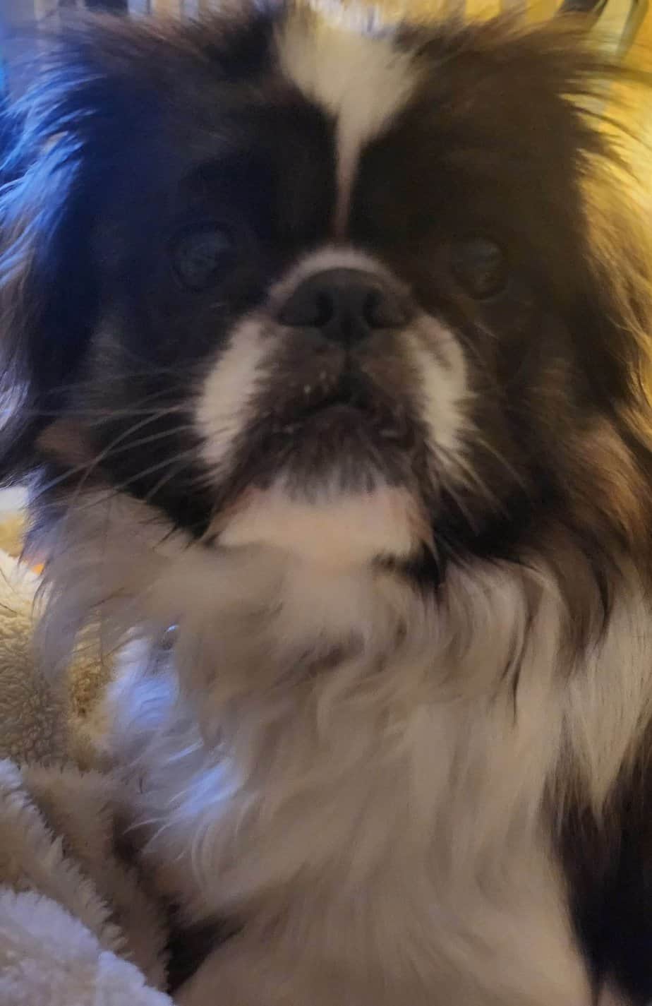 Dog Hiccups: 5 Causes and What to Do | Your Dog Advisor