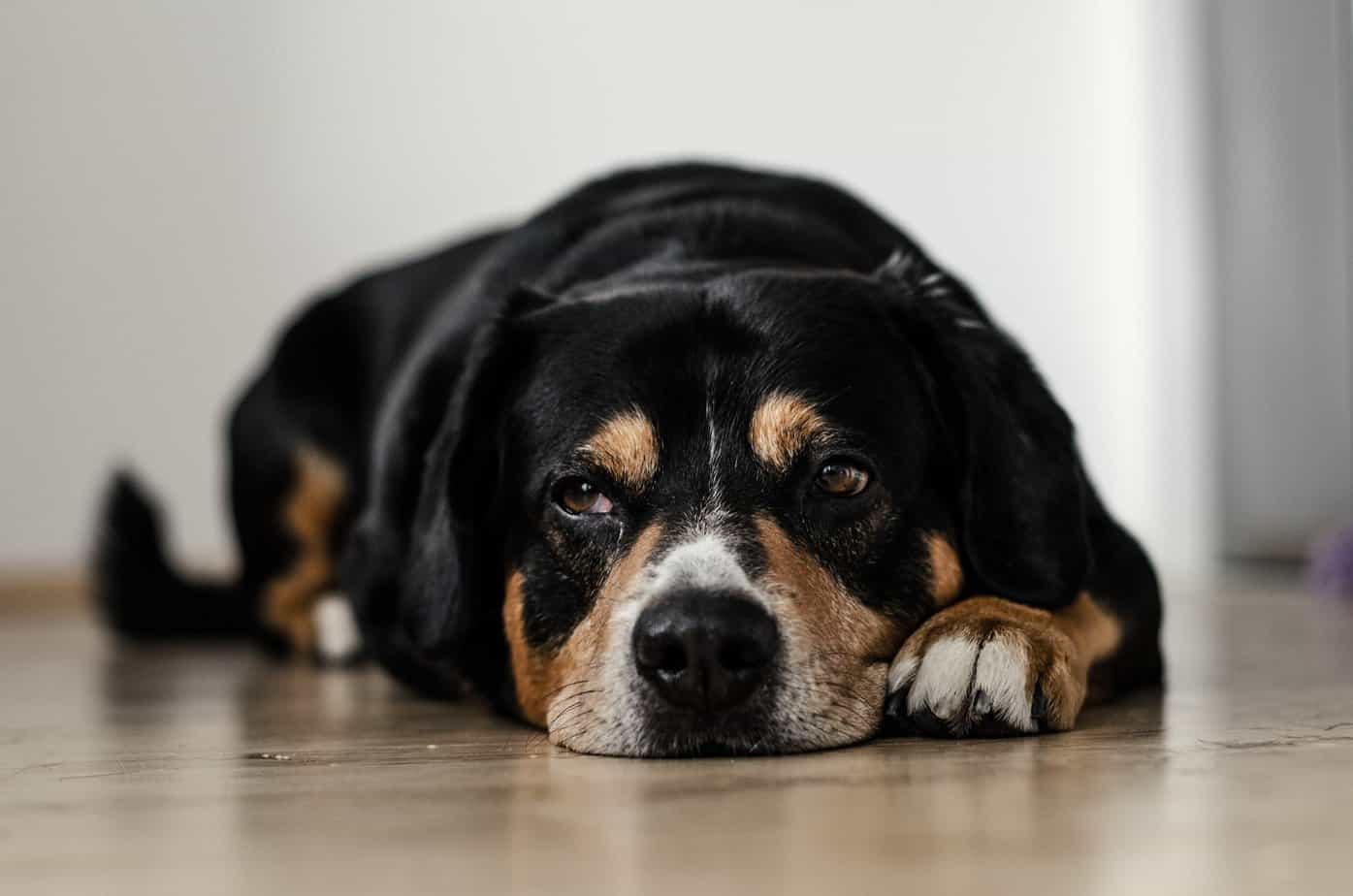 Ten Dog Sleeping Positions And What They Mean | Your Dog Advisor