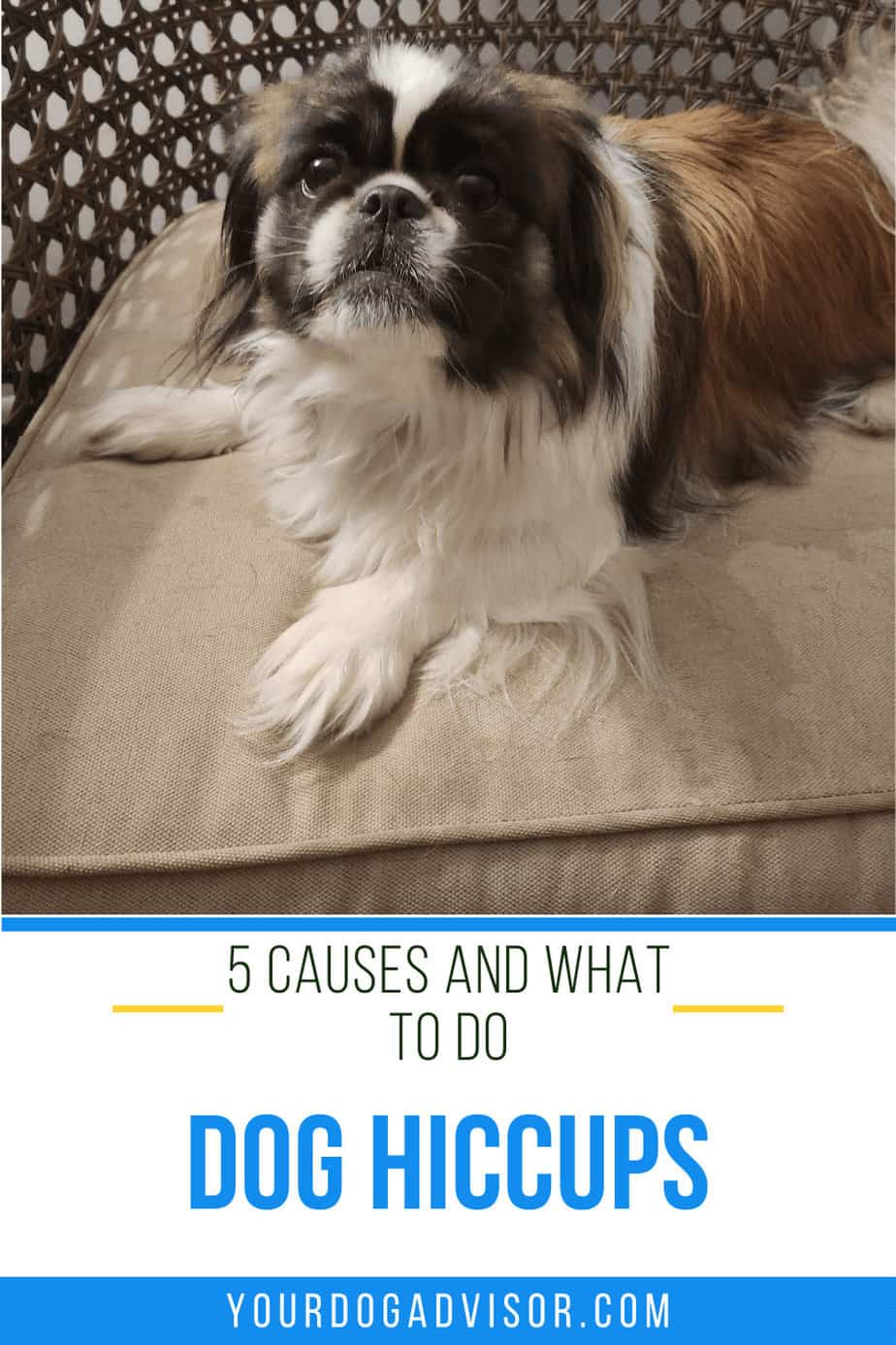 Dog Hiccups: 5 Causes and What to Do | Your Dog Advisor