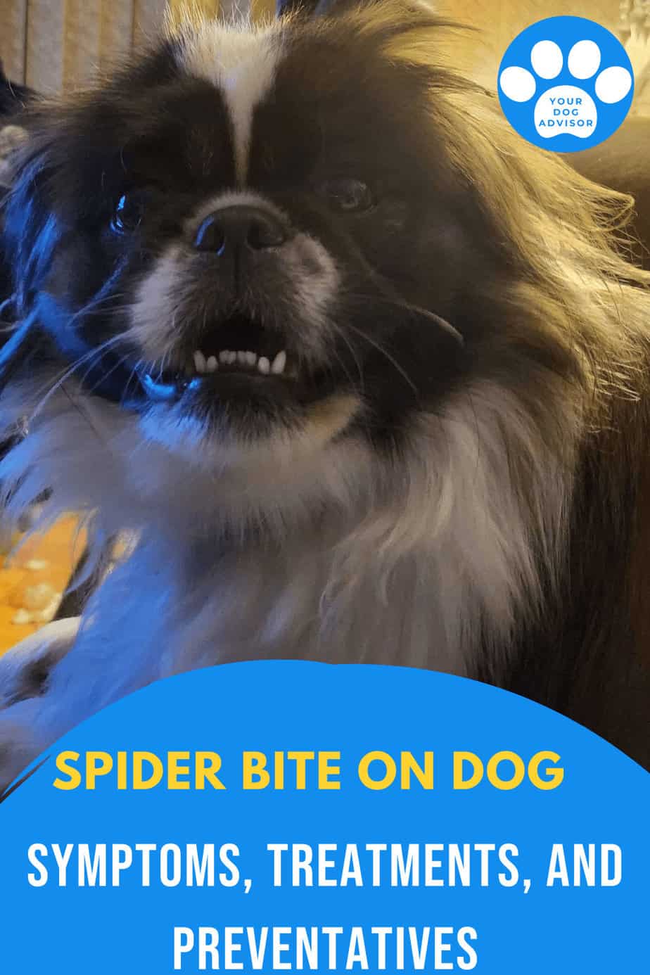 Spider Bite on Dog: Symptoms, Treatments, and Preventatives | Your Dog ...