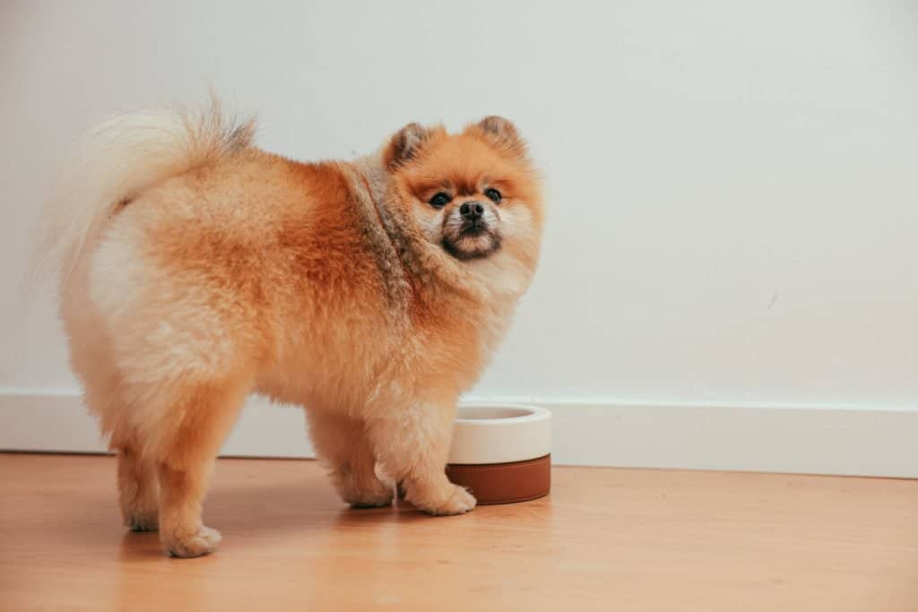 18 Pomeranian Colors You Won’t Believe | Your Dog Advisor