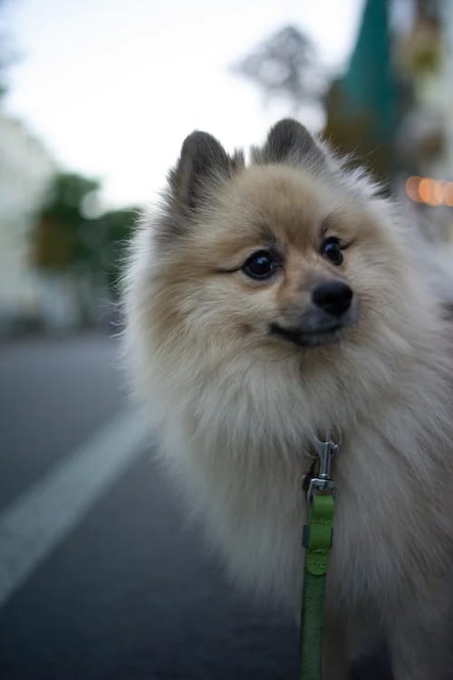 18 Pomeranian Colors You Won’t Believe | Your Dog Advisor