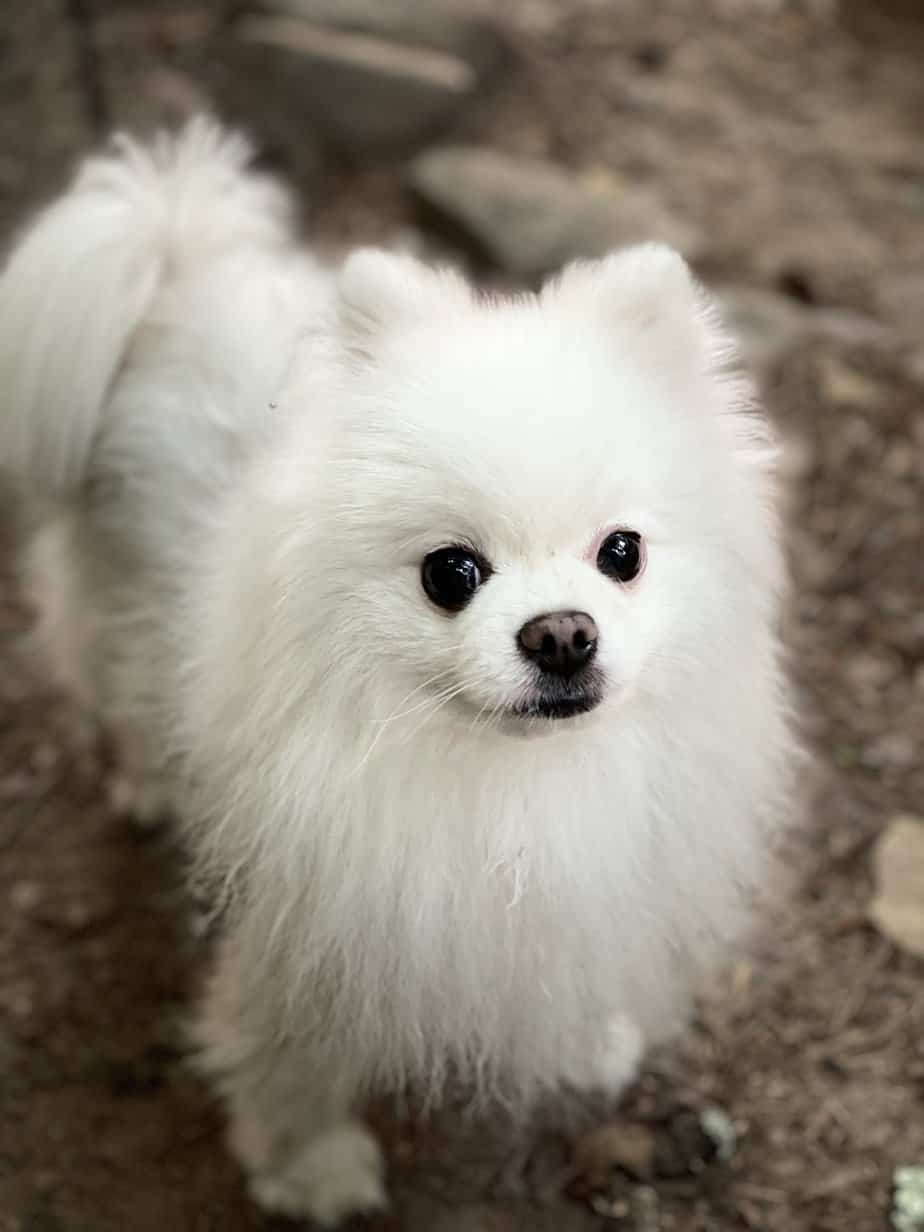 18 Pomeranian Colors You Won’t Believe | Your Dog Advisor