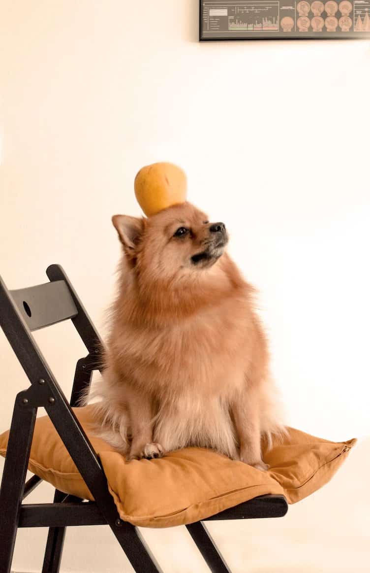 18 Pomeranian Colors You Won’t Believe | Your Dog Advisor