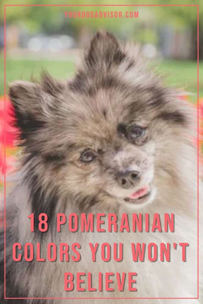 18 Pomeranian Colors You Won’t Believe | Your Dog Advisor