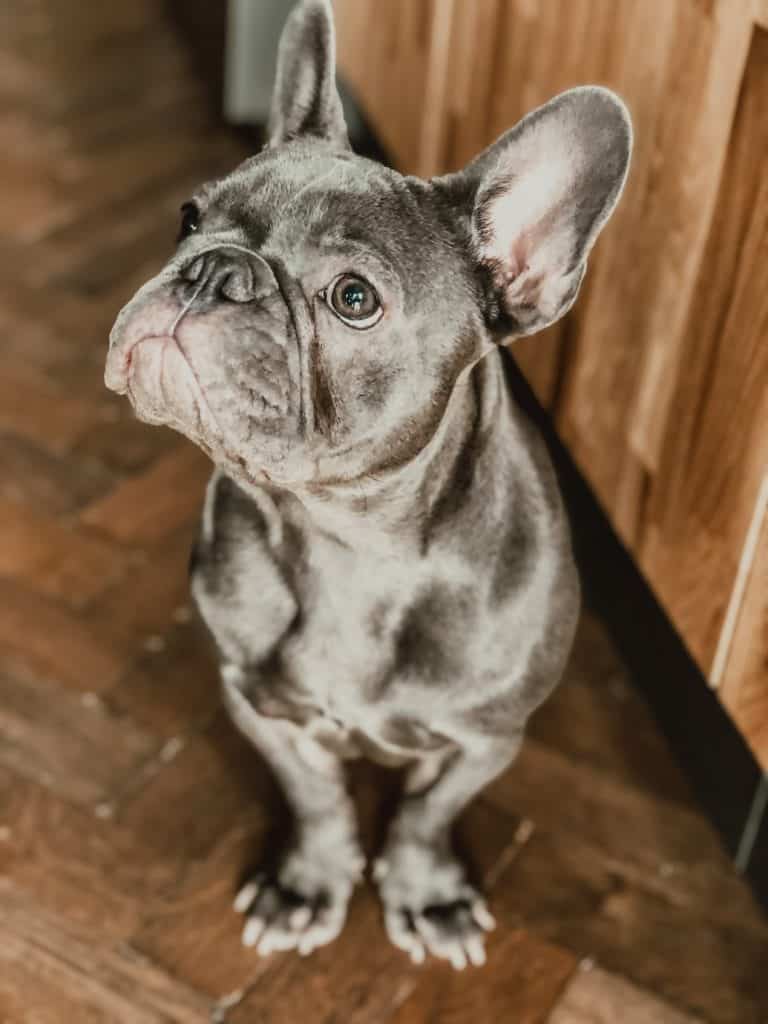 12 Things You Should Know About The Blue French Bulldog - Your Dog Advisor