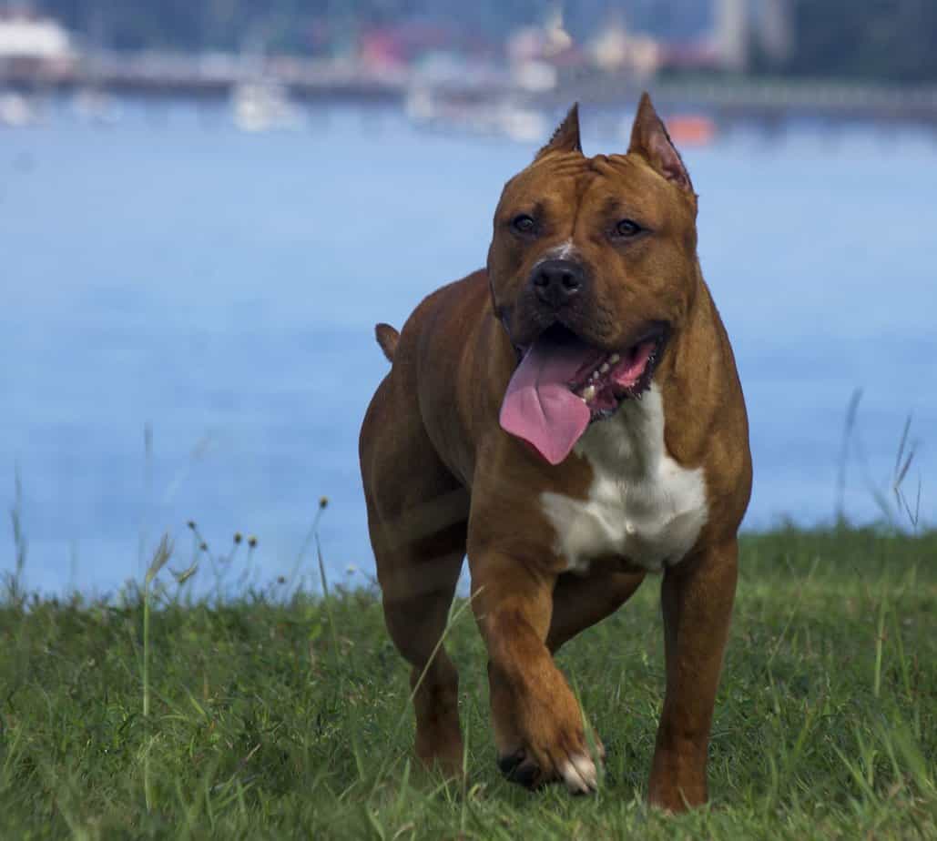 12 Most Muscular Dog Breeds | Your Dog Advisor