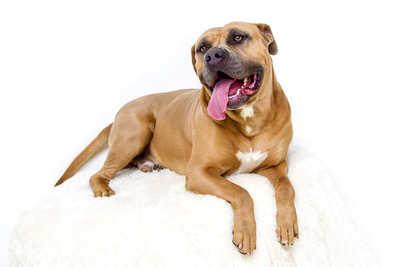 Razors Edge Pitbull Dog Breed Information Guide | Your Dog Advisor