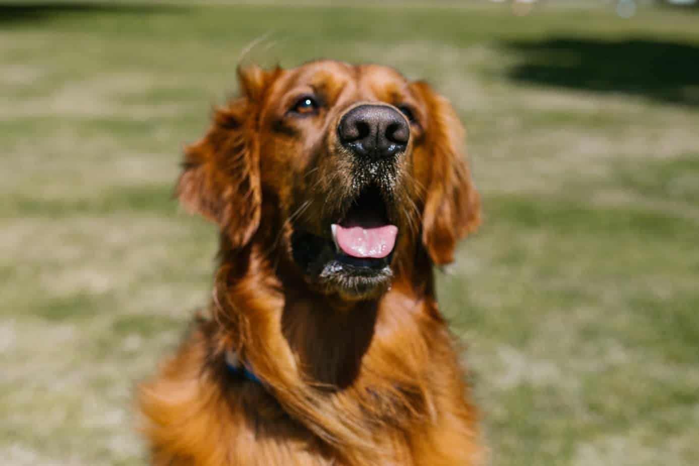 Your Ultimate Guide To The Red Golden Retriever | Your Dog Advisor