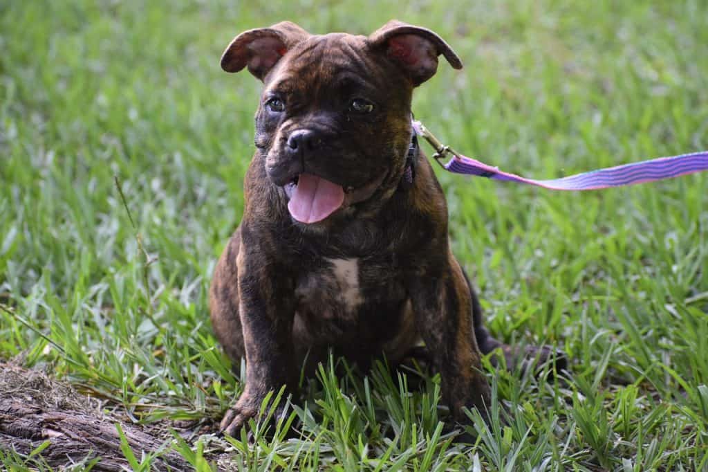 Razors Edge Pitbull Dog Breed Information Guide | Your Dog Advisor