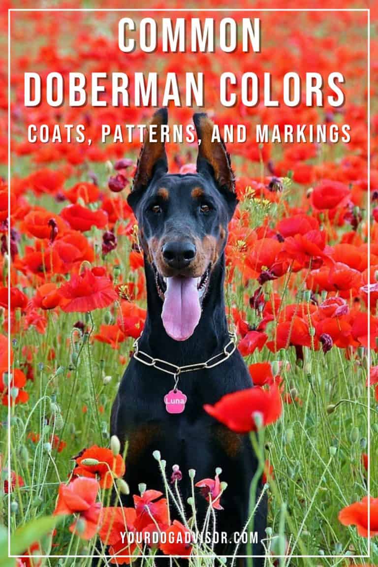 Common Doberman Colors - Coats, Patterns, and Markings - Your Dog Advisor