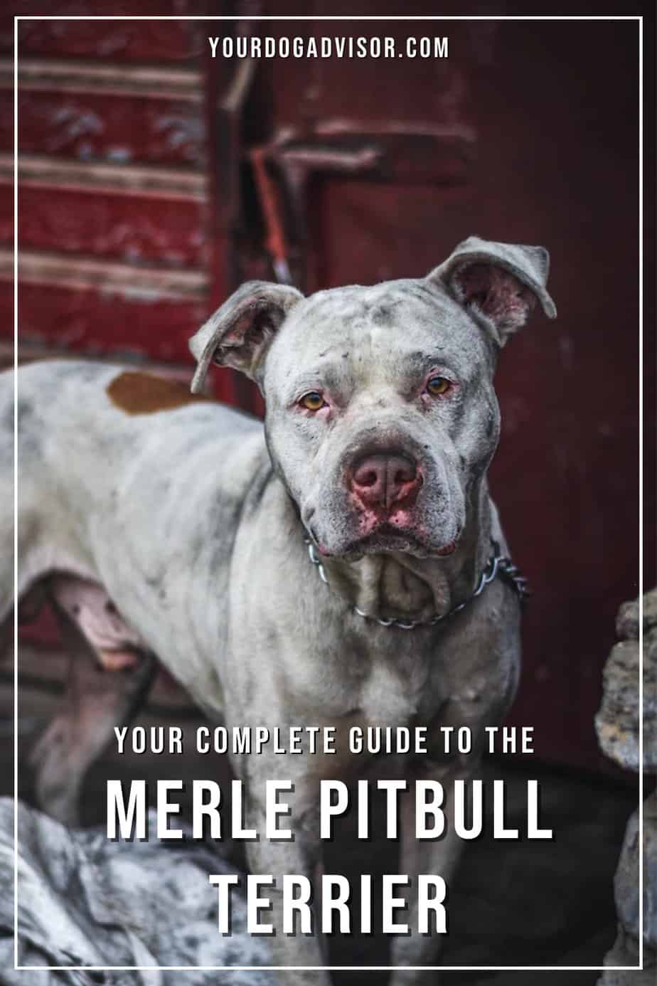Complete Merle Pitbull Terrier Breed Guide | Your Dog Advisor