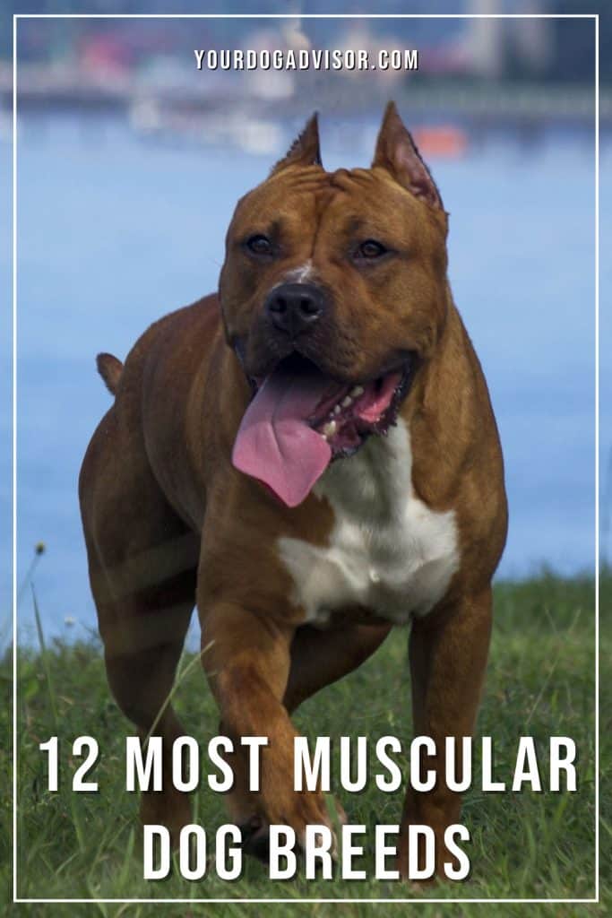 12 Most Muscular Dog Breeds | Your Dog Advisor