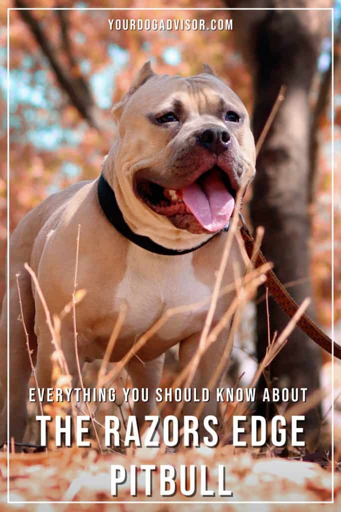 Razors Edge Pitbull Dog Breed Information Guide | Your Dog Advisor
