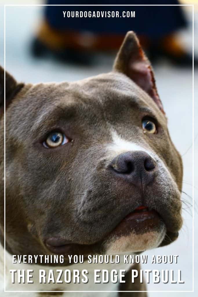 Razors Edge Pitbull Dog Breed Information Guide | Your Dog Advisor