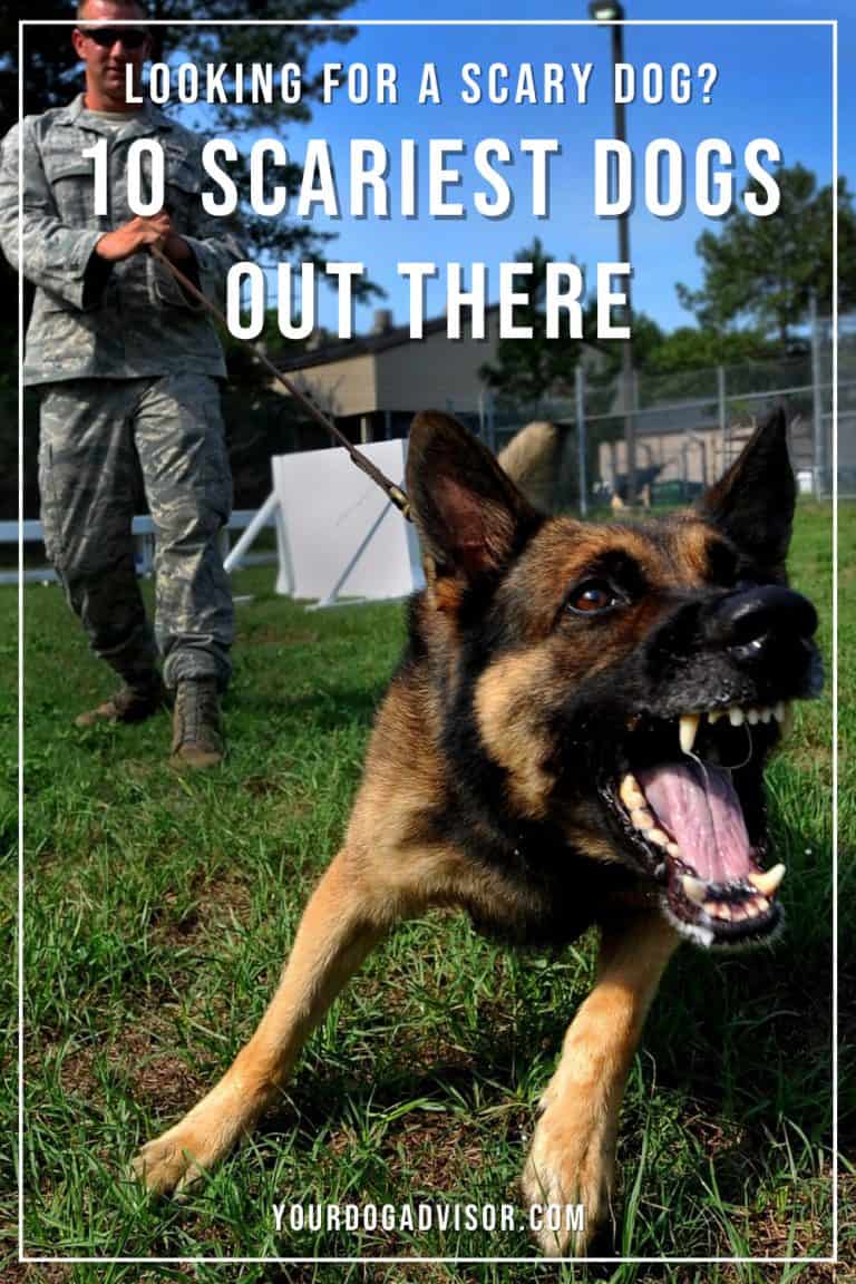 Looking For A Scary Dog? 10 Scariest Dogs Out There - Your Dog Advisor